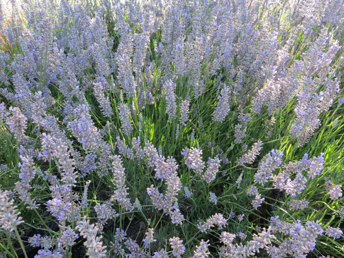 Tipos de lavanda – Rancho San Martin